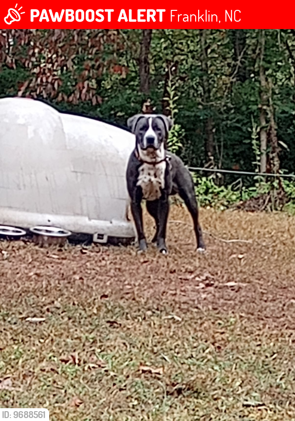 Franklin, NC Lost Male Dog, Diesel Is Missing | PawBoost