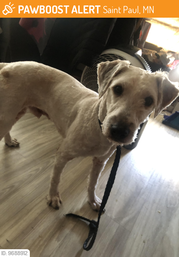 Saint Paul, MN Stray Male Dog Found Near Phalen blvd and minneaha ...