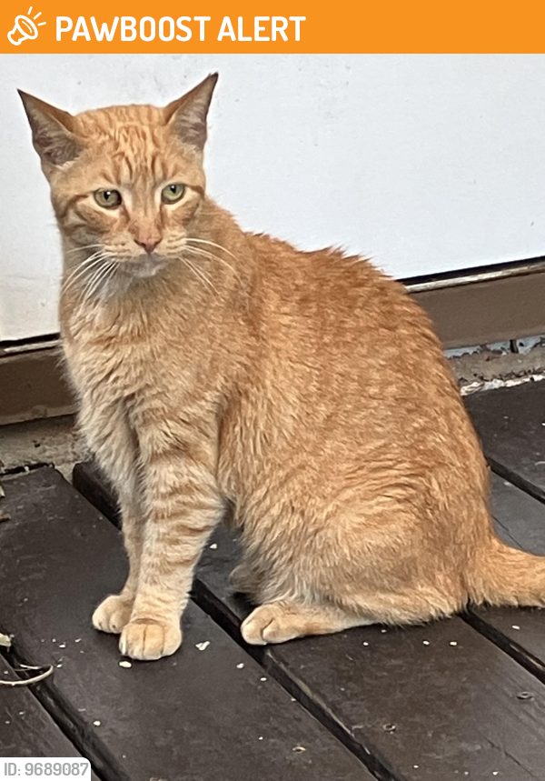Lake Worth Beach, FL Stray Male Cat Found Near HIGHRIDGE ROAD | PawBoost