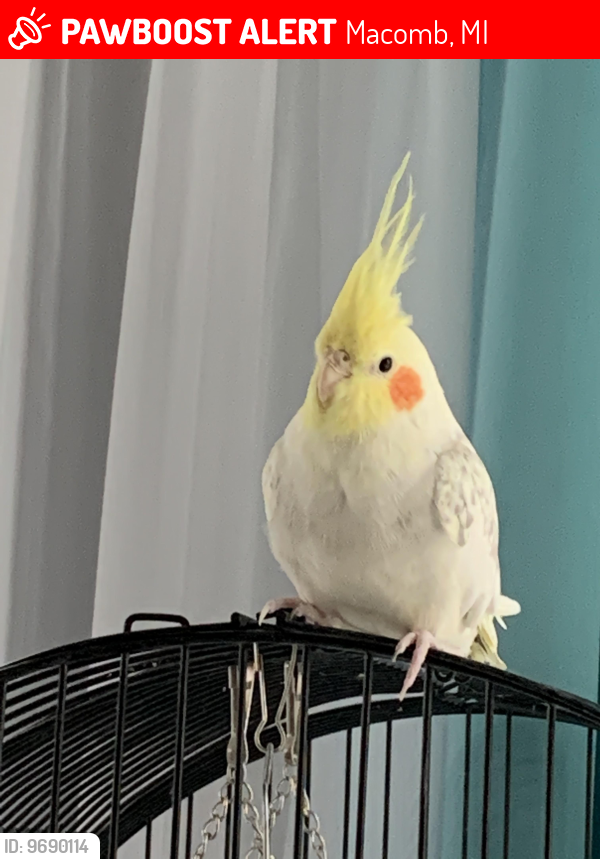 Macomb, MI Lost Male Bird, Coco Is Missing | PawBoost