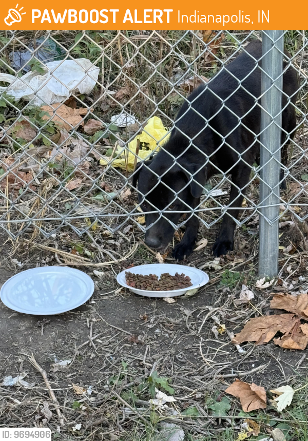 Indianapolis, IN Stray Female Dog Found Near 38th & mittoeffer st ...