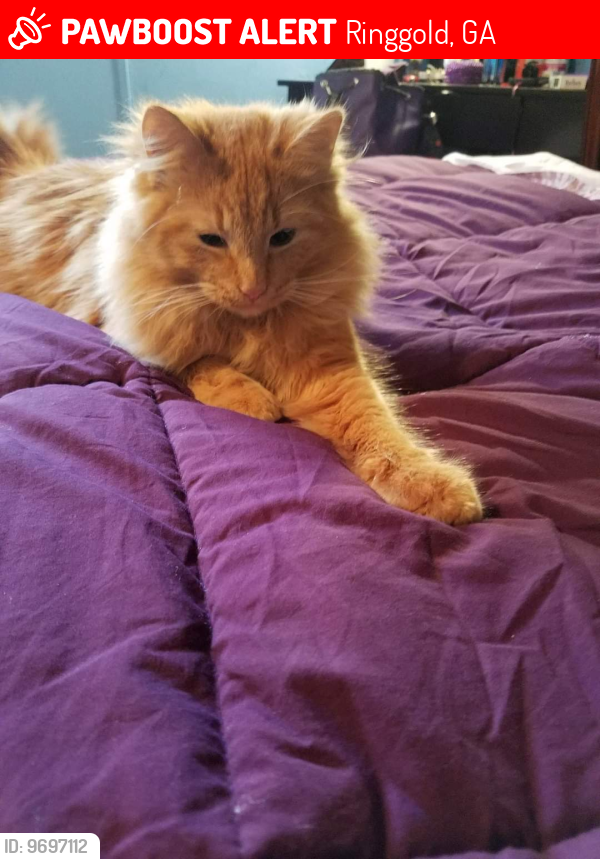 Ringgold, GA Lost Male Cat, Garth Is Missing | PawBoost
