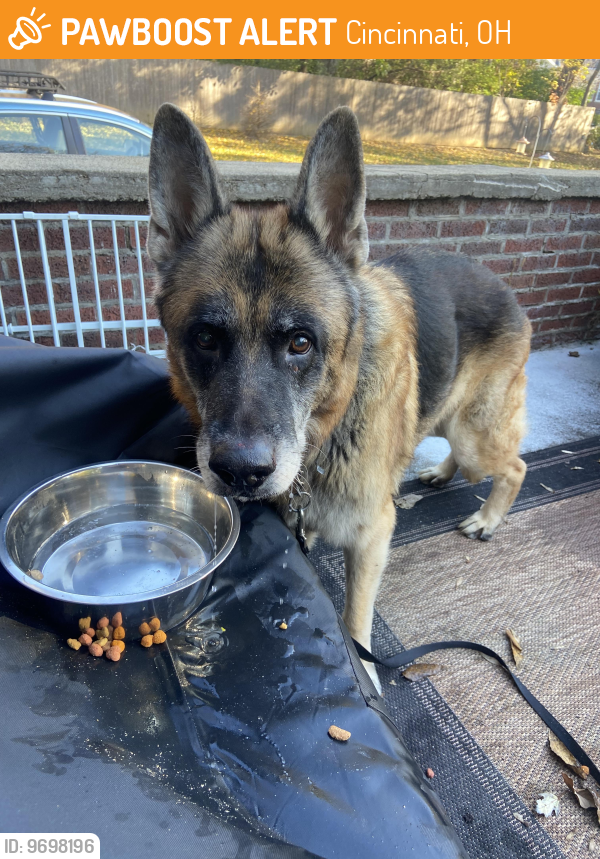 Cincinnati, OH Stray Male Dog Found Near Llanfair and twin oak drive ...