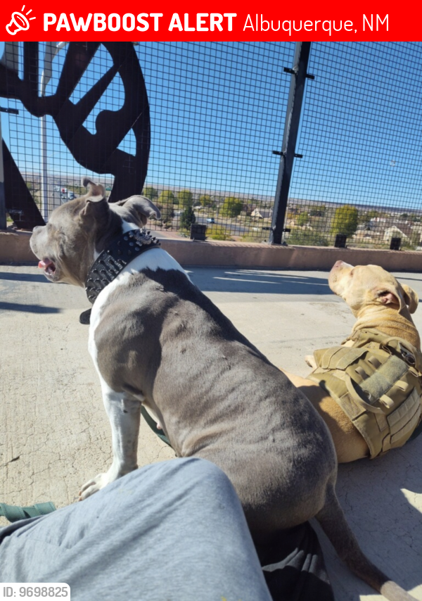 Albuquerque, NM Lost Female Dog, Nene Is Missing | PawBoost