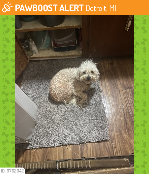 Detroit, MI Stray Dog Found Near 96/ OuterDrive Detroit, MI 48223 ...