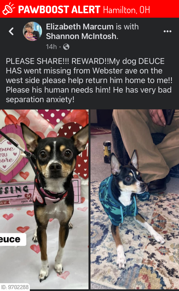 Hamilton, OH Lost Male Dog, Deuce Is Missing | PawBoost