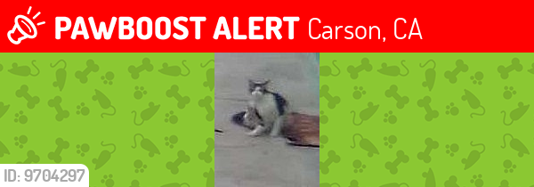 Carson, CA Lost Female Cat, Kitty Is Missing | PawBoost