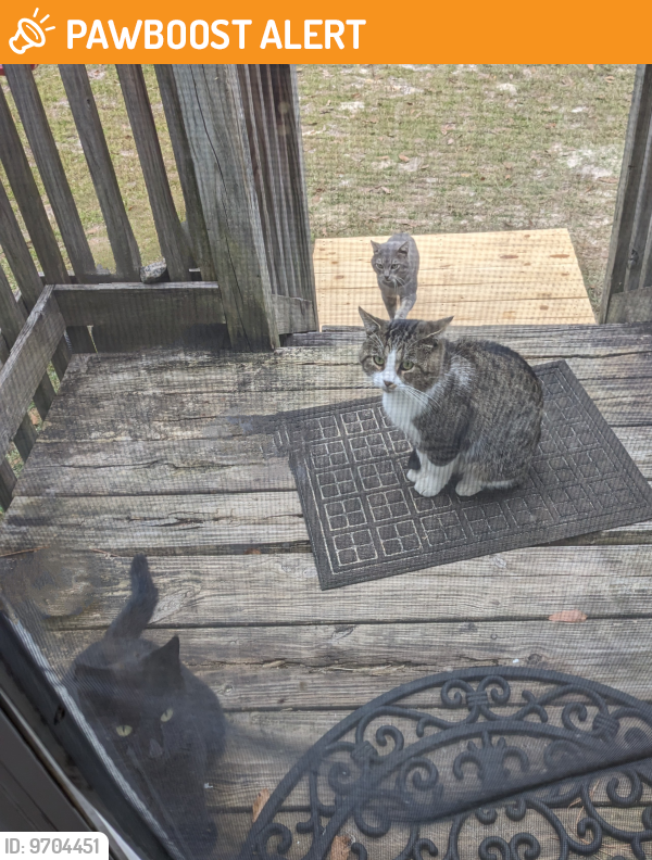 Lexington County, SC Stray Cat Found Near Peachtree Rock Rd | PawBoost