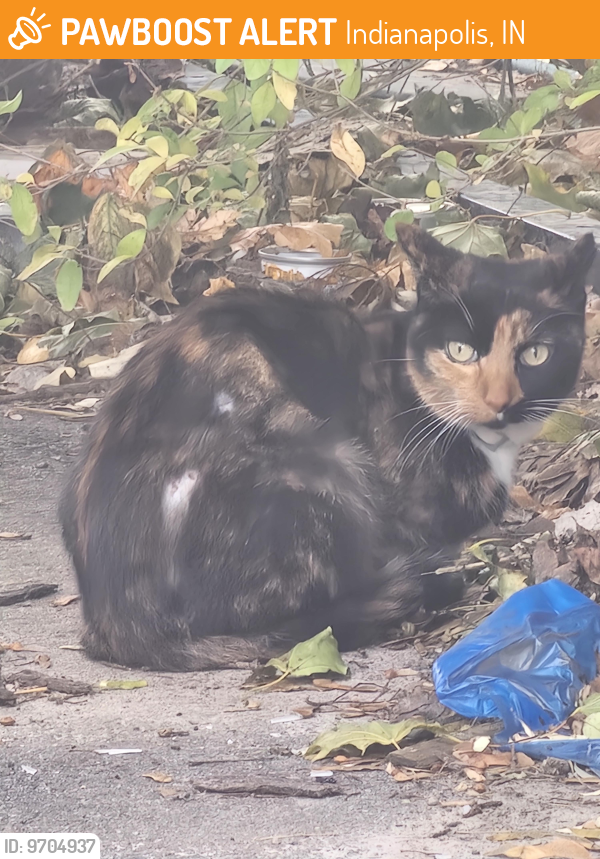 Indianapolis, IN Stray Cat Found Near Glenridge and 21st | PawBoost