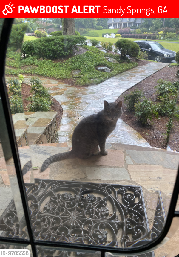 Sandy Springs, GA Lost Male Cat, Sugar Is Missing | PawBoost