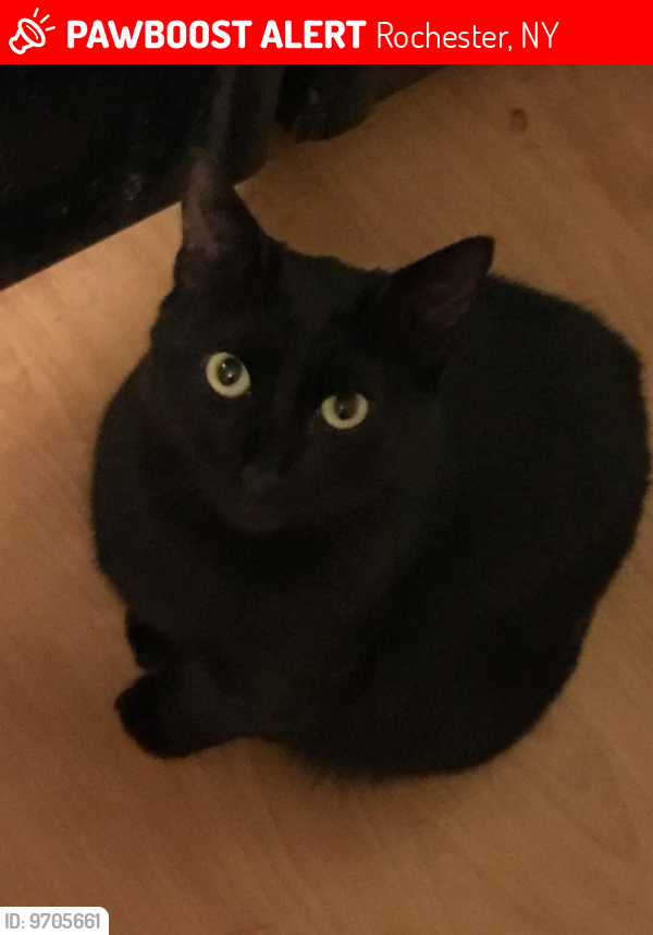 Rochester, NY Lost Male Cat, Oreo Is Missing | PawBoost