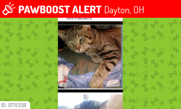 Dayton, OH Lost Male Cat, Mitt's Is Missing | PawBoost