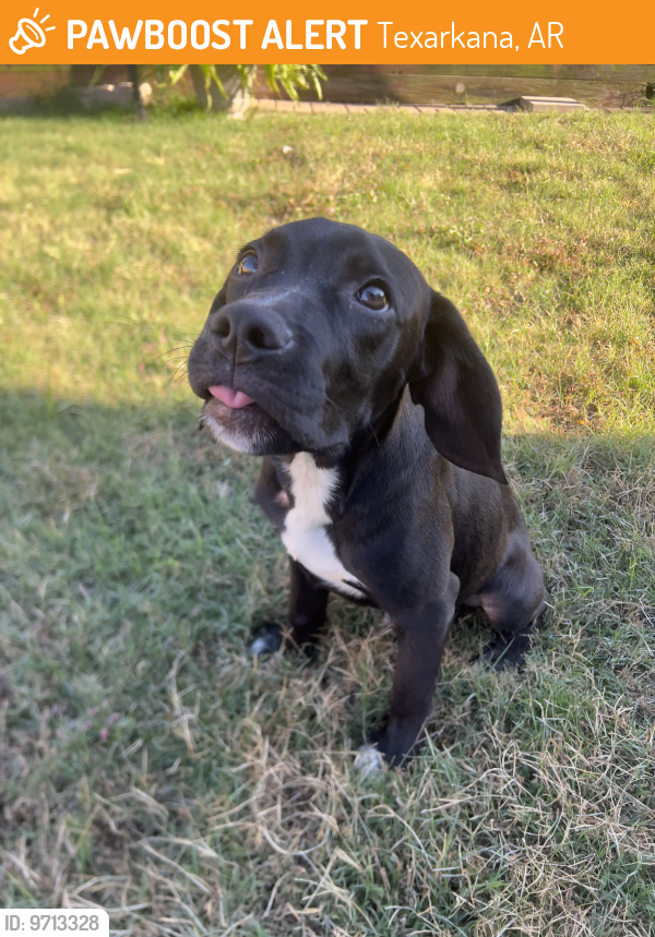 Texarkana, AR Stray Male Dog Found Near Found in the middle of the road ...