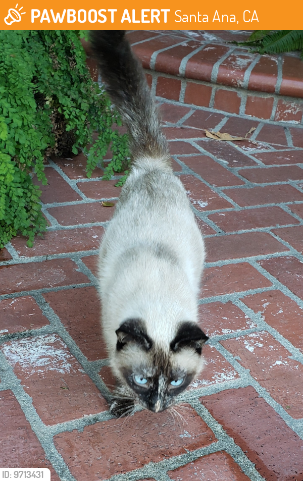 Rehomed Female Cat in Santa Ana, CA 92707 (ID: 69713431) | PawBoost