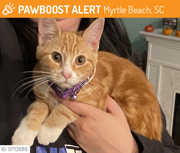 Myrtle Beach, SC Stray Female Cat Found Near Pine lakes preserve | PawBoost