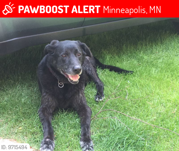 Minneapolis, MN Lost Female Dog, Ruby Is Missing | PawBoost