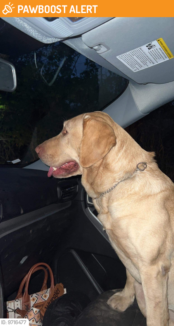 Scully Rd, MI Stray Female Dog Found Near Walsh Rd and Scully Rd in ...