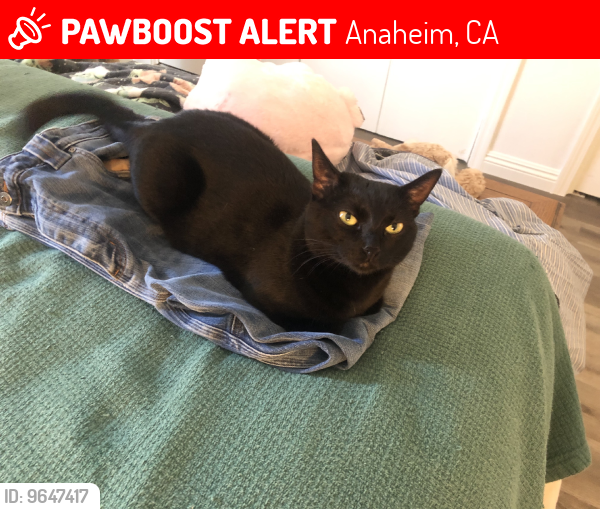 Anaheim, CA Lost Female Cat, Ruby Is Missing | PawBoost