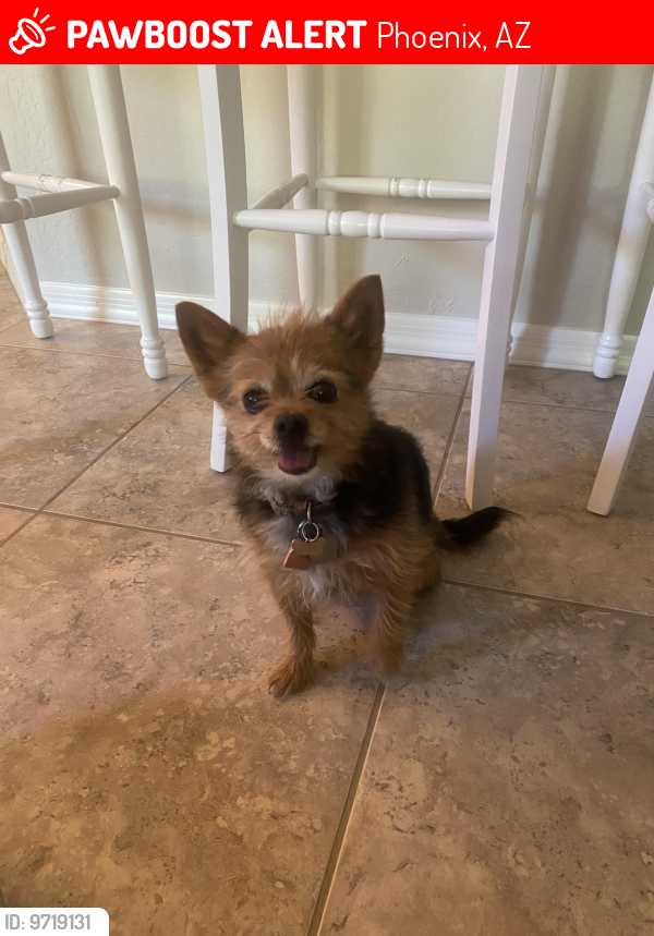 Phoenix, AZ Lost Female Dog, Trixie Is Missing | PawBoost