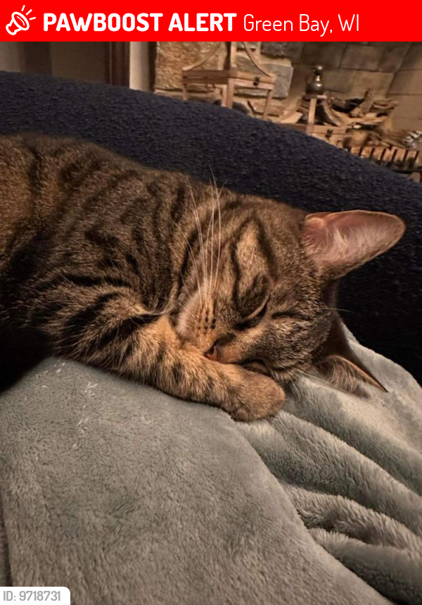 Green Bay, WI Lost Female Cat, Chelsea Is Missing | PawBoost