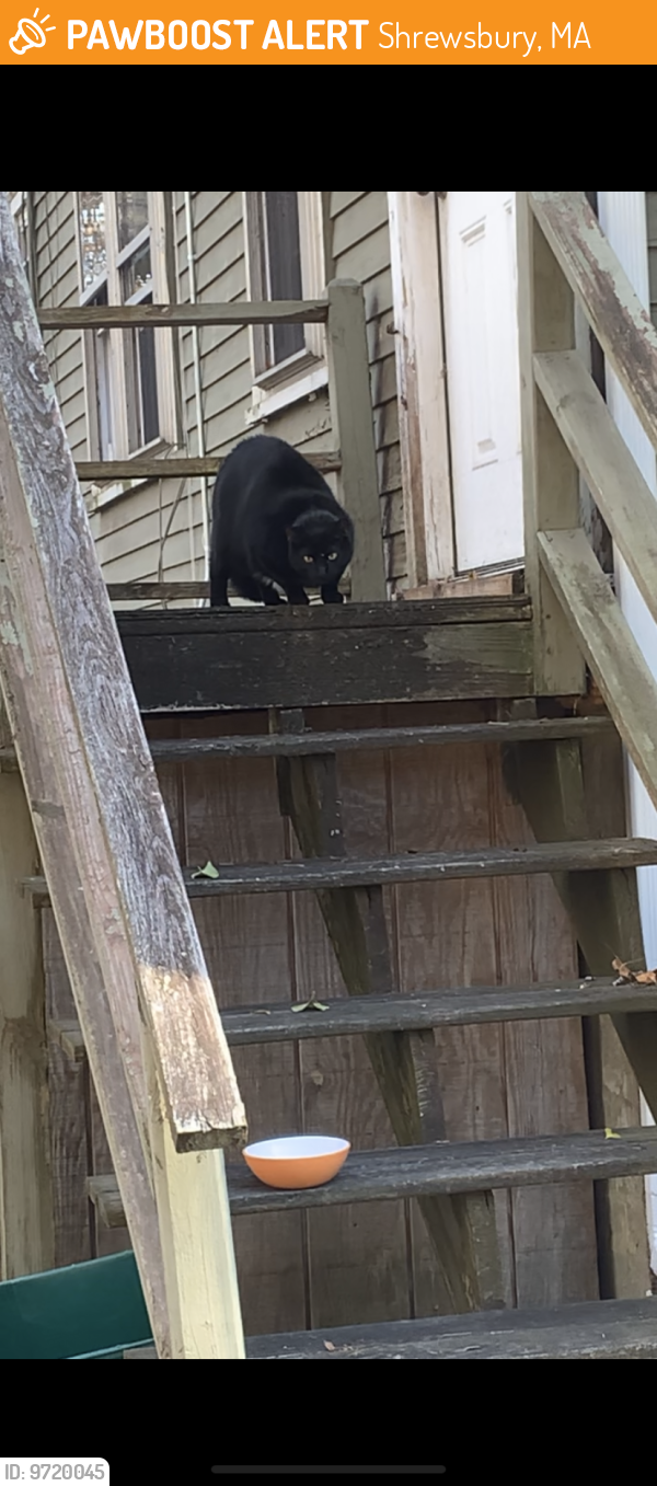 Shrewsbury, MA Stray Cat Found Near Hair salon | PawBoost