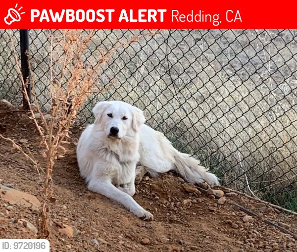 Redding, CA Lost Female Dog, Baby Is Missing | PawBoost