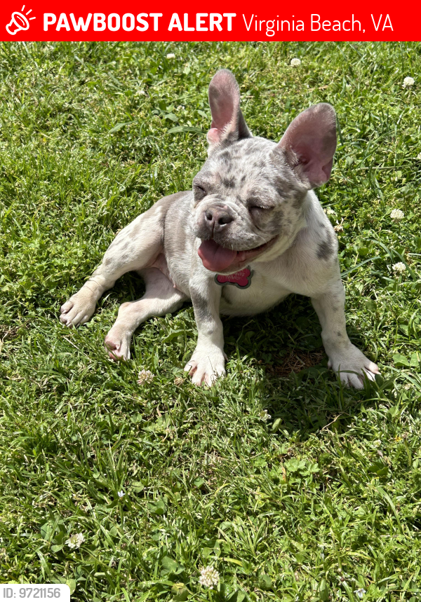 Virginia Beach, VA Lost Female Dog, Mariah Is Missing | PawBoost