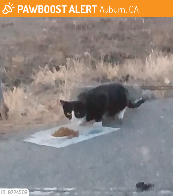 Auburn, CA Stray Cat Found Near near the feed store Ophir | PawBoost