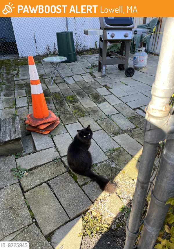 Lowell, MA Stray Cat Found Near Lakeview Ave | PawBoost