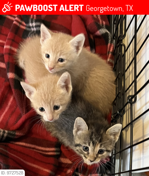 Georgetown, TX Lost Female Cat, Missy Is Missing | PawBoost