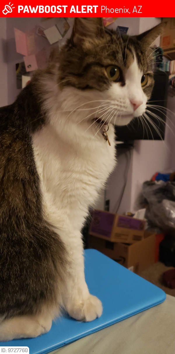 Phoenix, AZ Lost Male Cat, Zeus Is Missing | PawBoost
