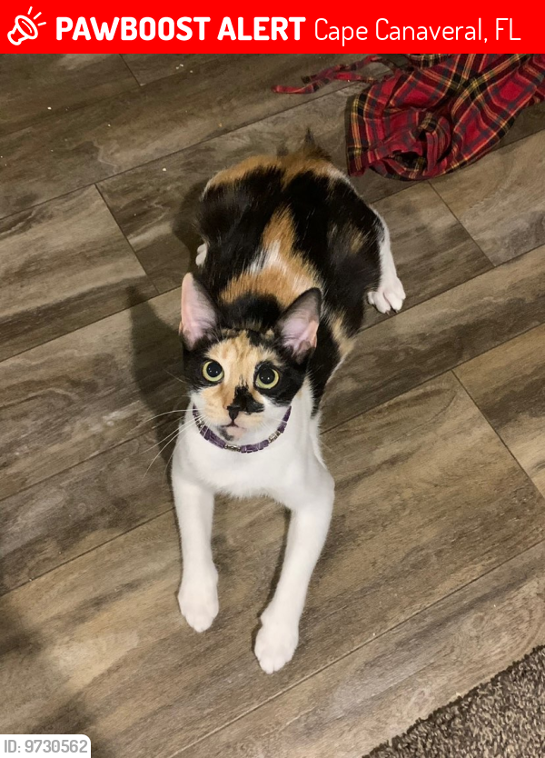 Cape Canaveral, FL Lost Female Cat, Olive Is Missing | PawBoost