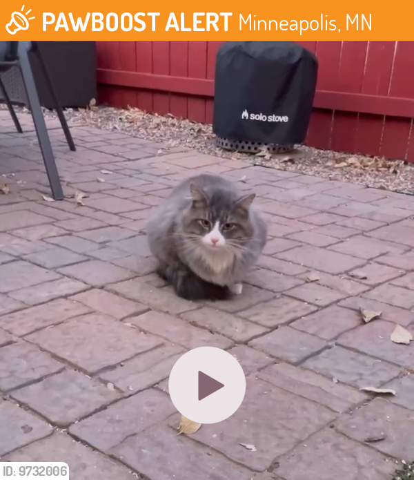 Minneapolis, MN Stray Cat Found Near Near Cedar-Isles-Dean | PawBoost