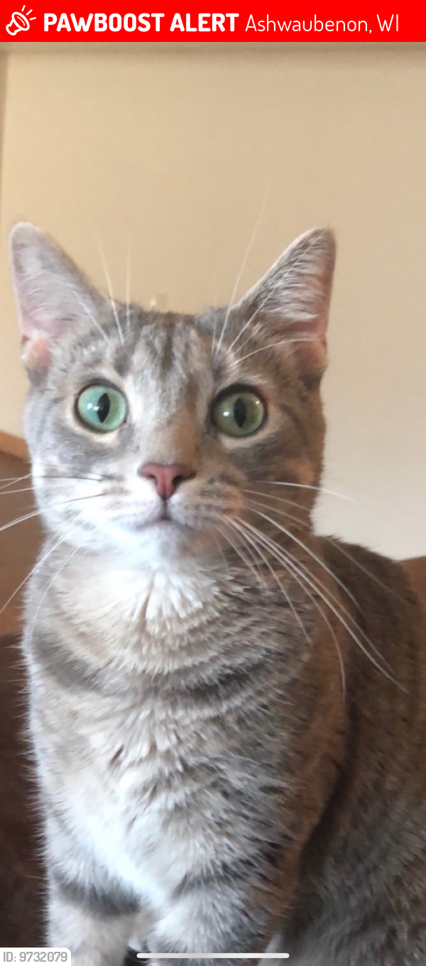 Ashwaubenon, WI Lost Female Cat, Bumble Is Missing | PawBoost