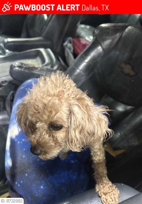 Dallas, TX Lost Female Dog, Feonna Is Missing | PawBoost