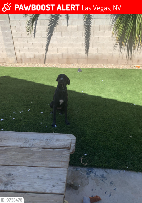 Las Vegas, NV Lost Male Dog, Bruno Is Missing | PawBoost