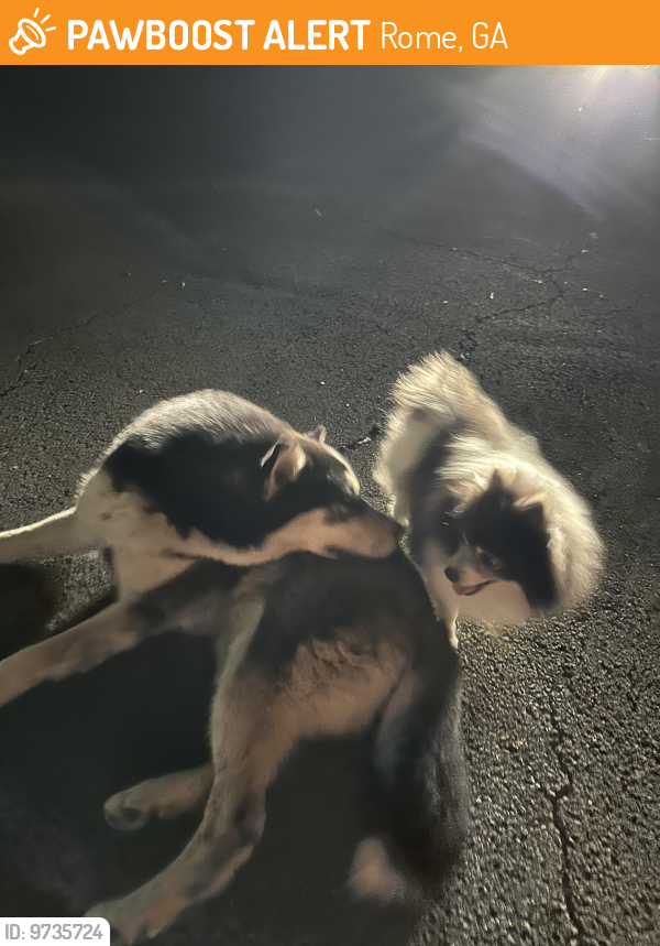 Rome, GA Stray Dog Found Near GE Trails parking lot | PawBoost