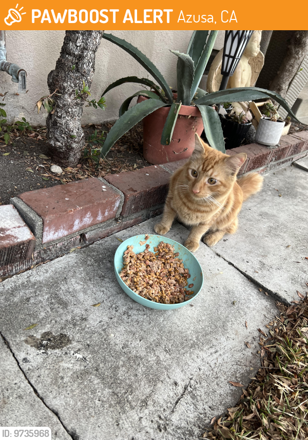 Azusa, CA Stray Male Cat Found Near Gladstone and paramount in Azusa ...