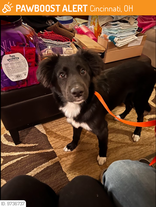 Rehomed Male Dog in Cincinnati, OH 45211 (ID: 69736737) | PawBoost