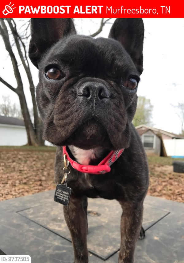 Murfreesboro, TN Lost Female Dog, Charlotte Winn Is Missing | PawBoost