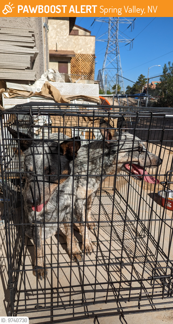 Spring Valley, NV Stray Female Dog Found Near Edmond and Roce | PawBoost