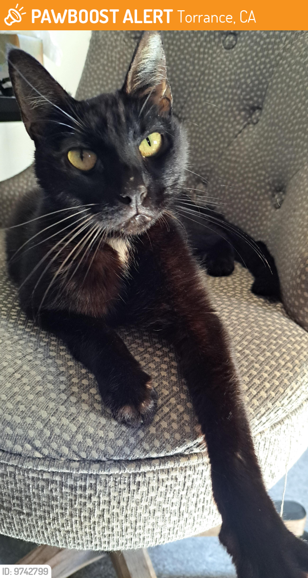 Torrance, CA Stray Male Cat Found Near 177th & Crenshaw Blvd, Torrance ...