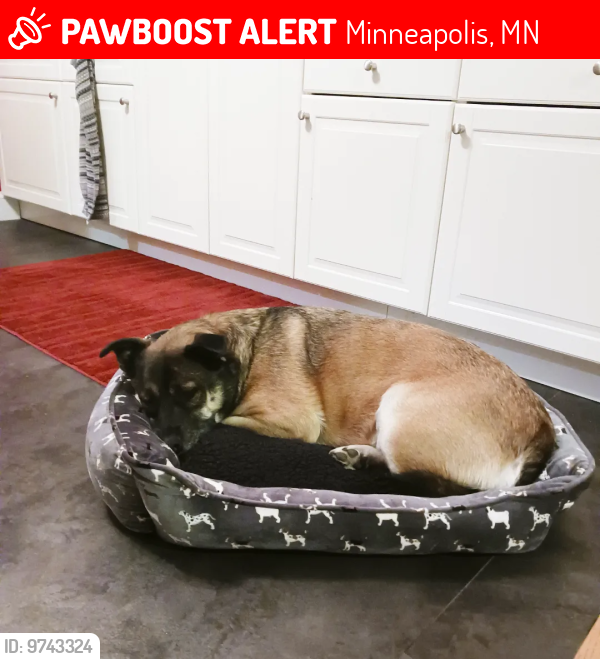 Minneapolis, MN Lost Female Dog, Sadie Is Missing | PawBoost