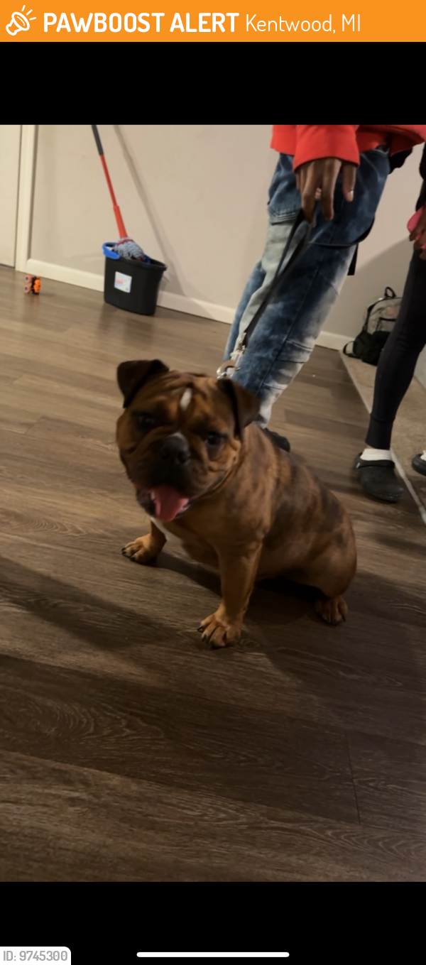 Kentwood, MI Stray Female Dog Found Near 60th and division | PawBoost