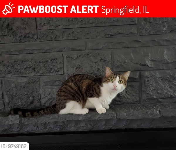 Springfield, IL Lost Male Cat, Phoenix Is Missing | PawBoost