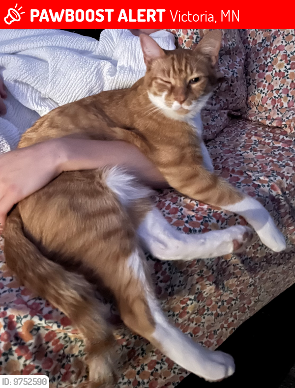 Victoria, MN Lost Male Cat, Cucumber Is Missing | PawBoost