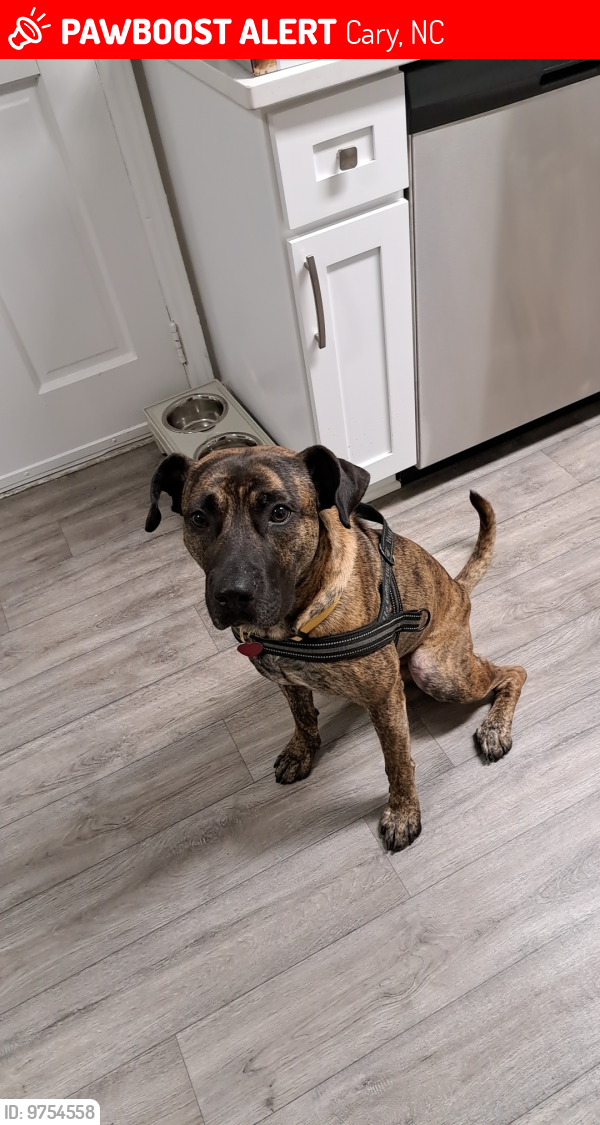 Cary, NC Lost Male Dog, Groot Is Missing | PawBoost