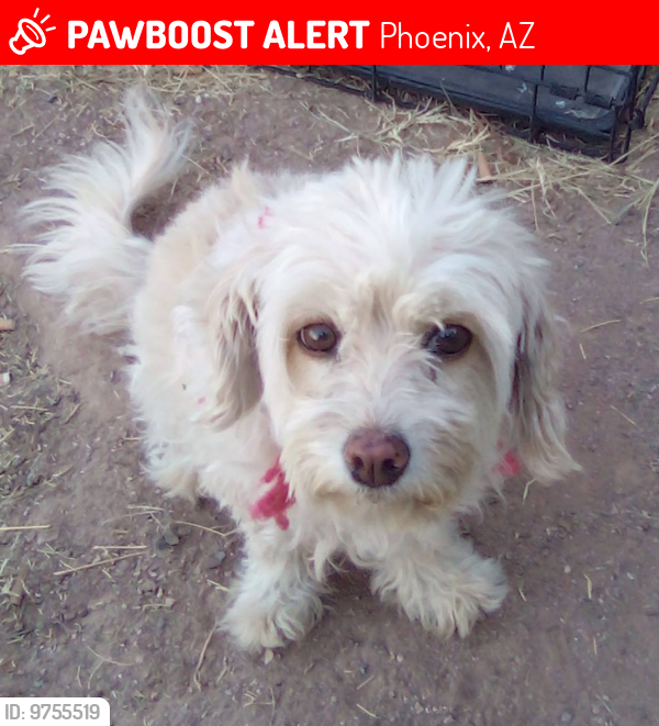Phoenix, AZ Lost Female Dog, Peluzas Is Missing | PawBoost
