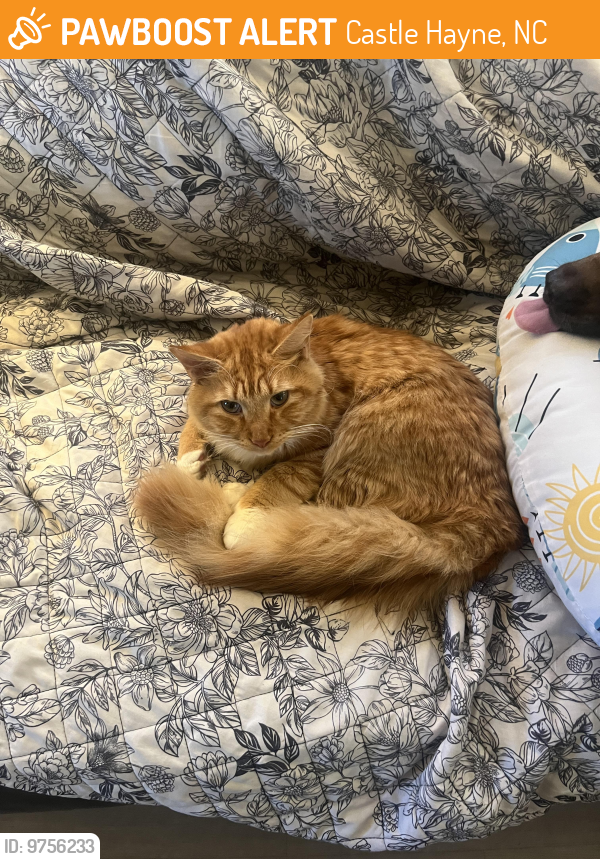 Castle Hayne, NC Stray Female Cat Found Near Northern Regional Park ...