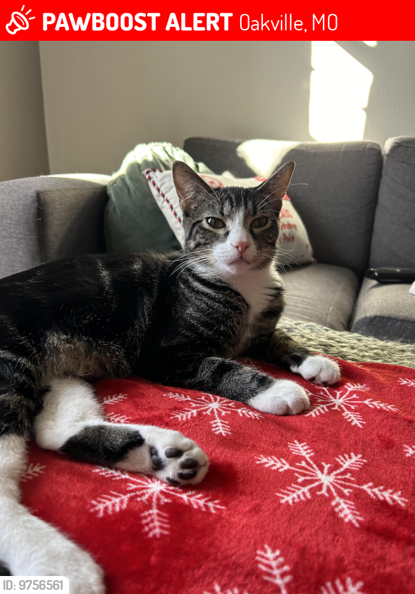 Oakville, MO Lost Male Cat, Vader Is Missing | PawBoost